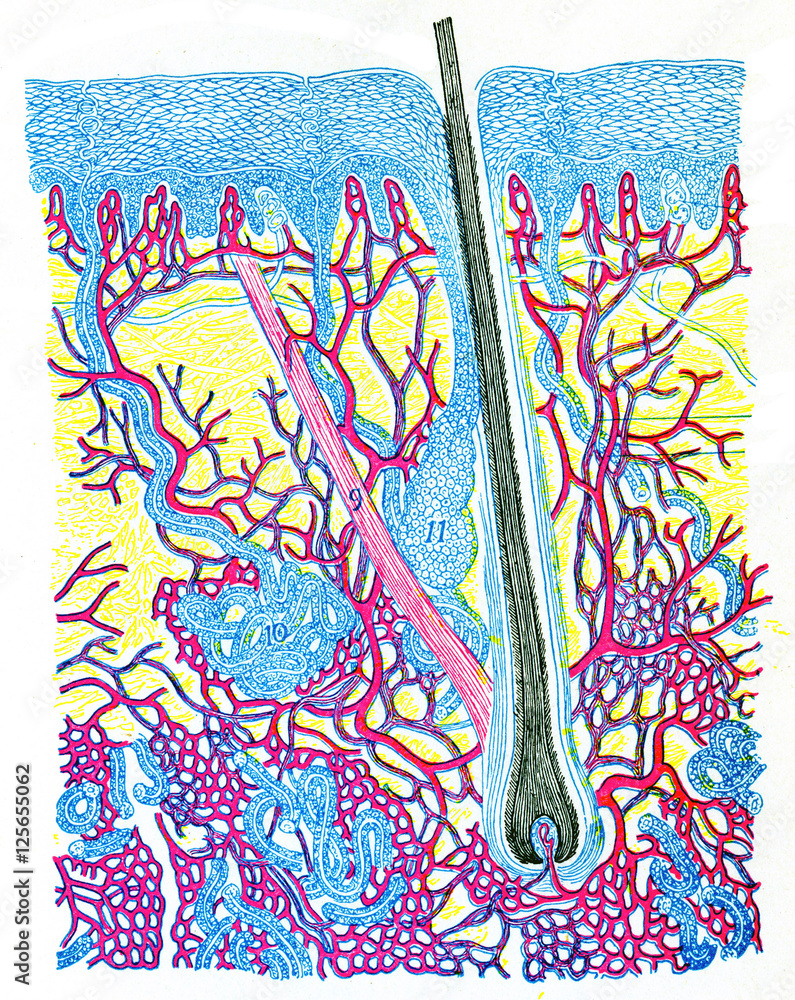 Diagrammatic section of the skin, illustrating the different str Stock ...