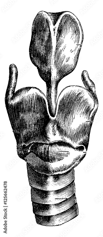 Anterior View of the Larynx, vintage engraving Stock Vector | Adobe Stock