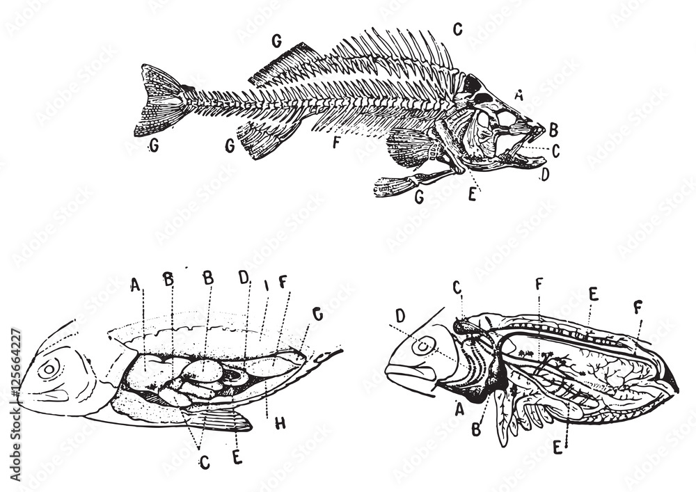 Fish Digestive System