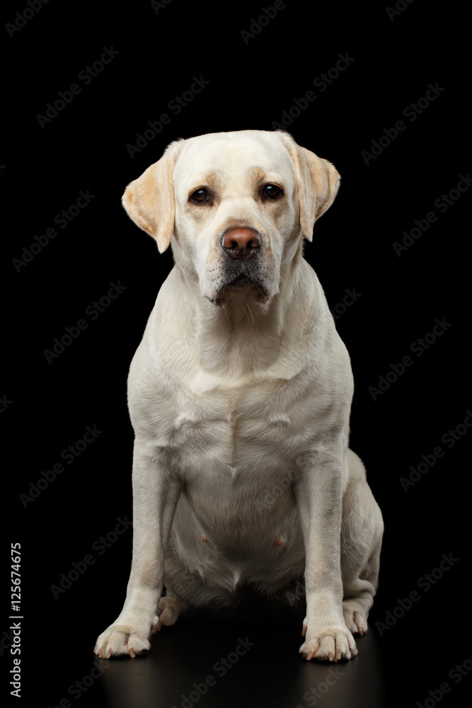 Beautiful beige Labrador retriever dog sitting in front of isolated ...