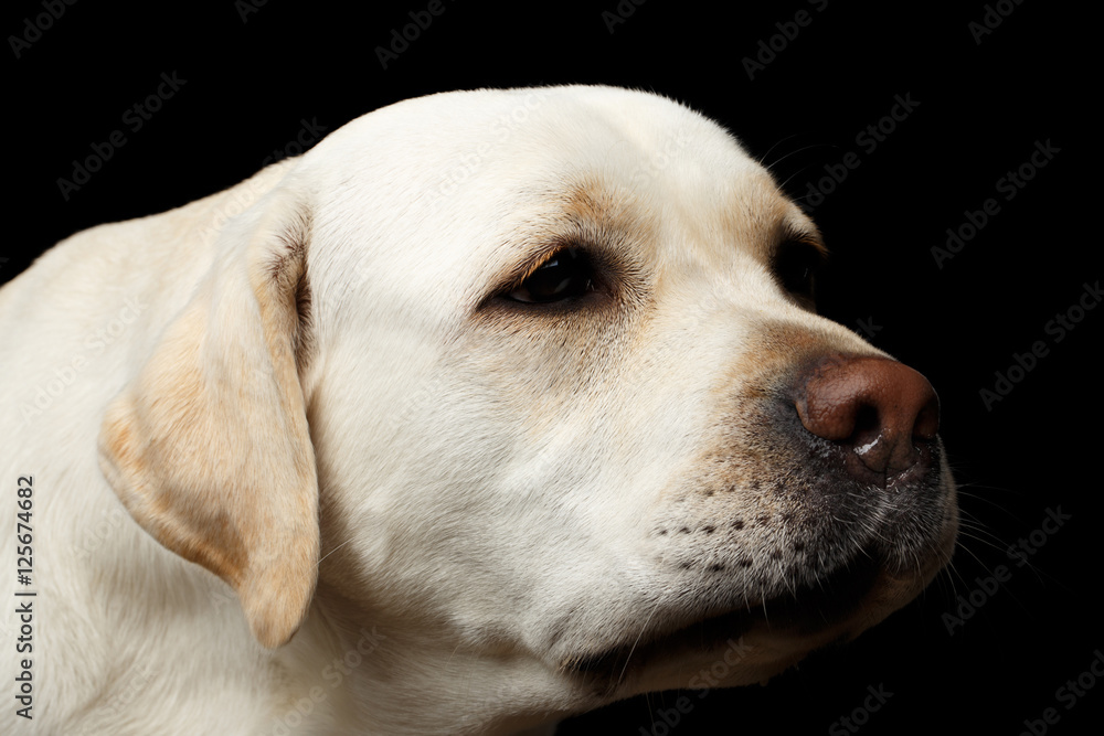 Are Labradors Sad
