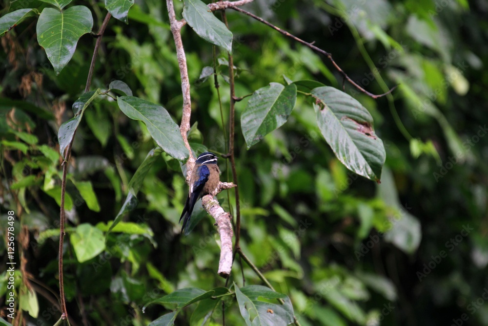Female Whiskered Treeswift (Hemiprocne comata) in Borneo, Malaysia ...