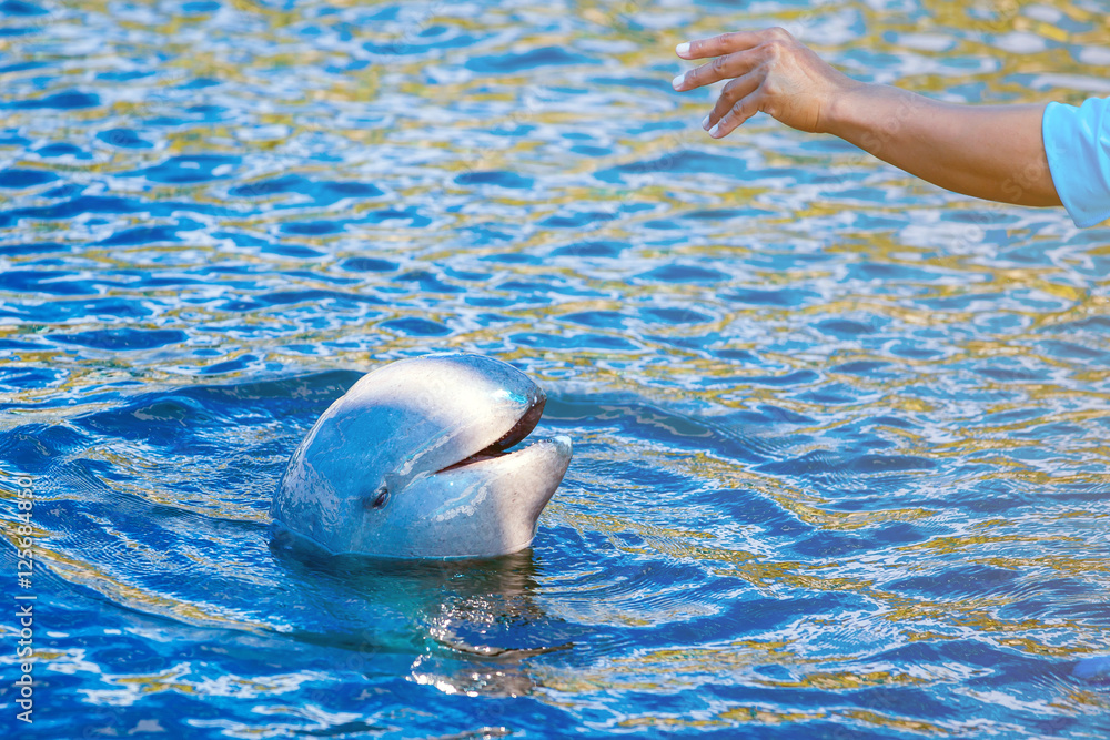 The sad sight of dolphins follow the commands hand signals. Stock-Foto ...