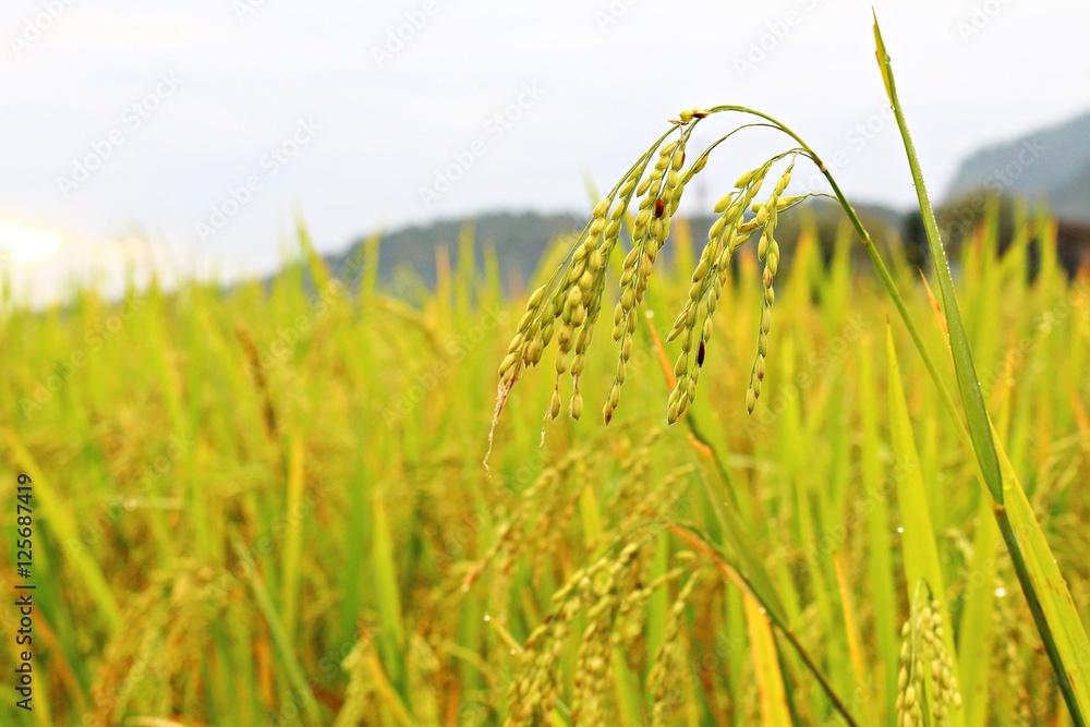 Green and yellow rice branches in the paddy with mountain in background ...