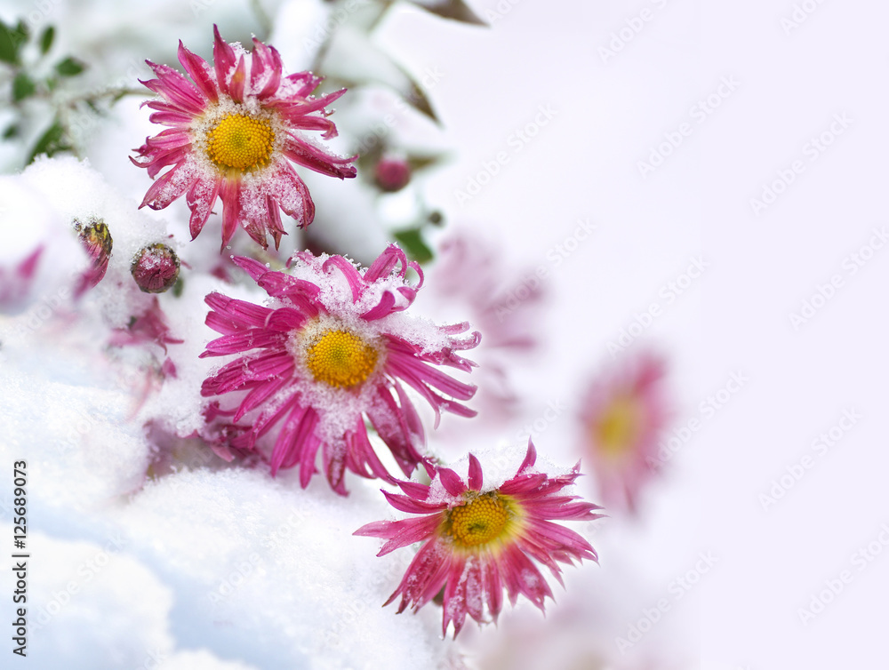 Late Winter Early Spring Wallpaper