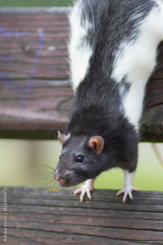 Gray And White Wild Rat