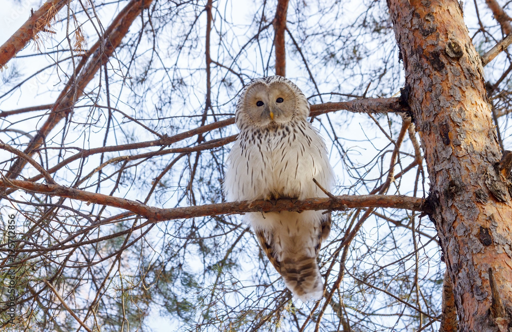 Strix uralensis. Owl sitting on a branch of pine. Autumn day. Russia ...
