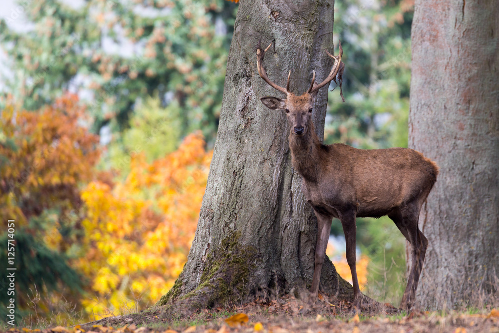 Hirsch im Wildpark Edens Stock Photo | Adobe Stock