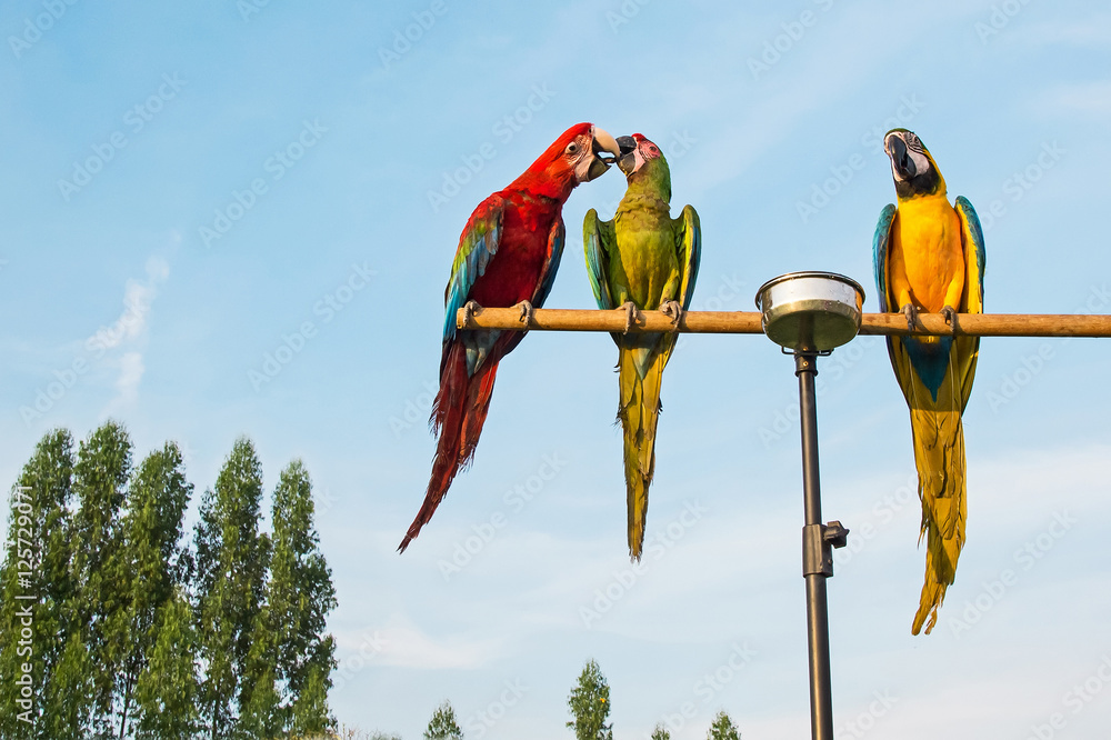 Three parrots Stock Photo | Adobe Stock