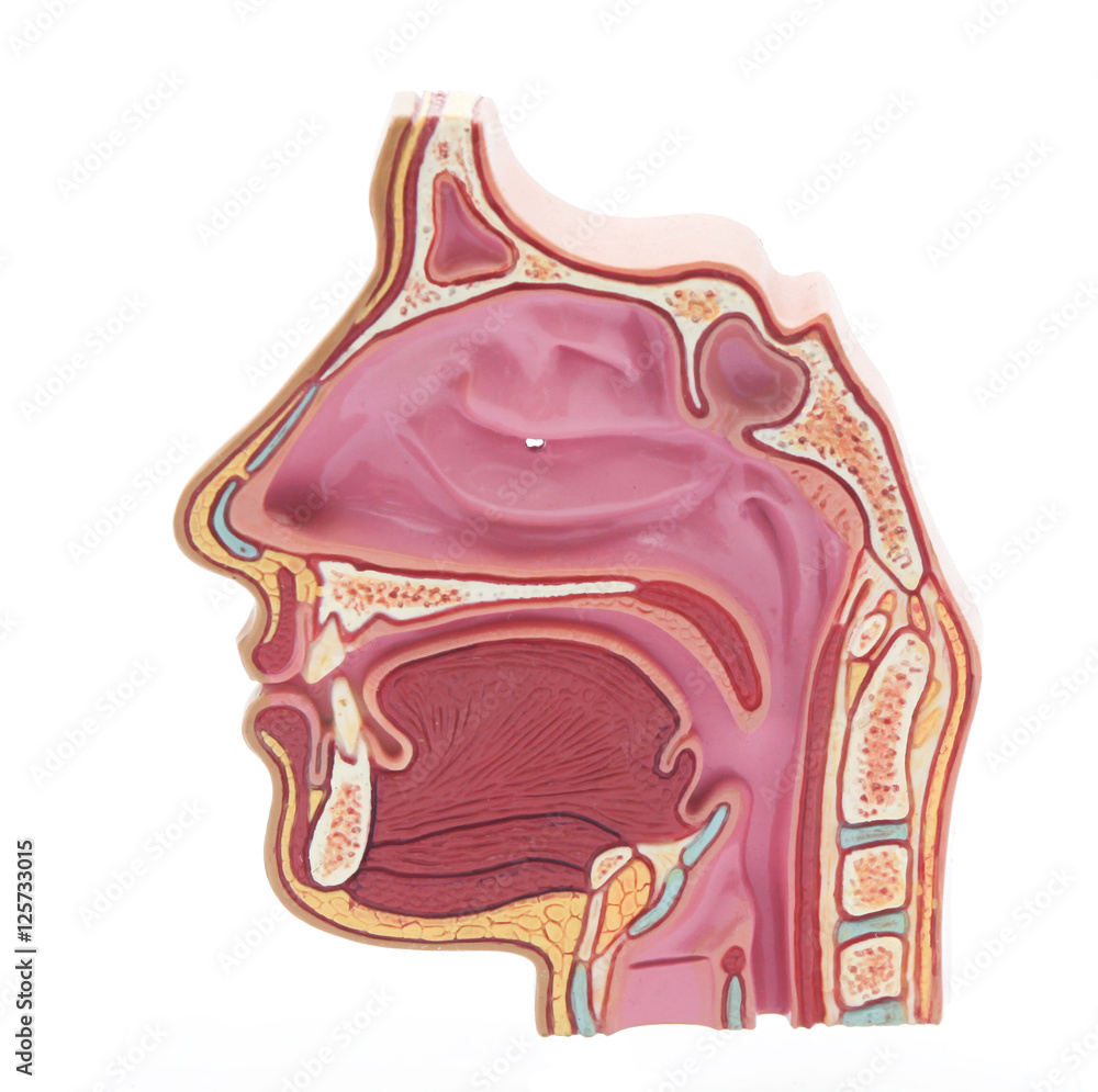 Anatomy model of human head Stock Illustration | Adobe Stock