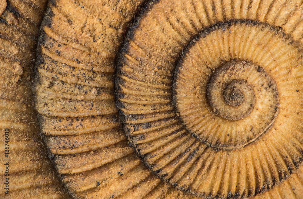 Dactylioceras, ammonite fossile, Schlaifhausen, Germania Stock Photo ...