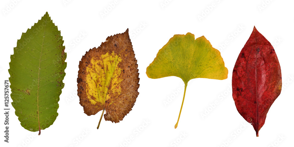 Blätter im Herbst, Blatt, Herbst Stock-Foto | Adobe Stock