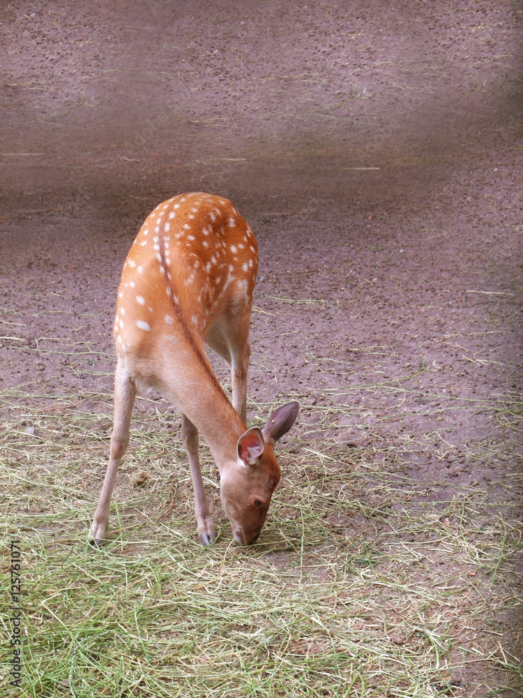 Baby Deer Eating Grass