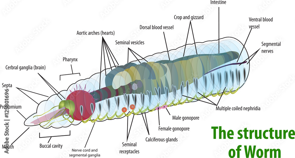 Vector illustration of Worm sturcture Stock Vector | Adobe Stock