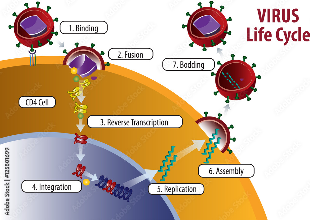 Vector illustration of Virus Life cycle Stock Vector | Adobe Stock
