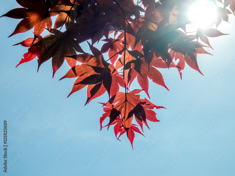 Red Momiji Maple Leaves at the World Heritage Forest Kumano Kodo Stock ...