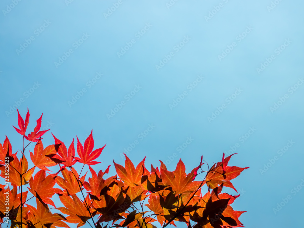 Red Momiji Maple Leaves at the World Heritage Forest Kumano Kodo Stock ...