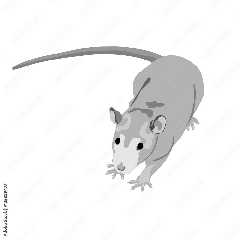 Grayscale rat isolated on the white (transparent) background. Vector ...