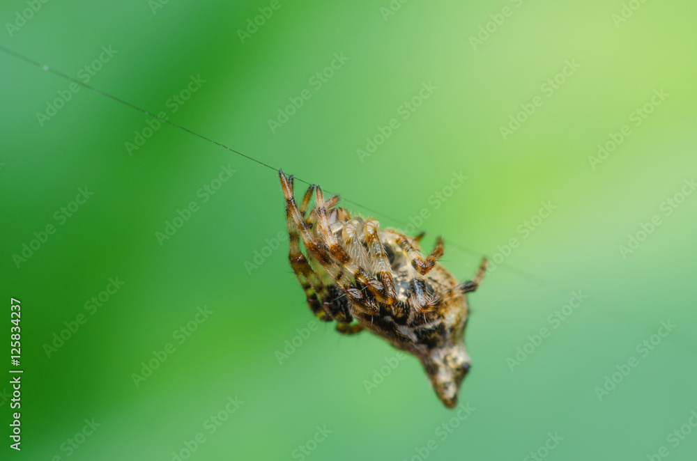 A jumping spider hanging on web with green background. Stock Photo ...