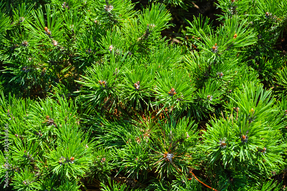 Bright green texture, background the branches of young pine Stock Photo ...