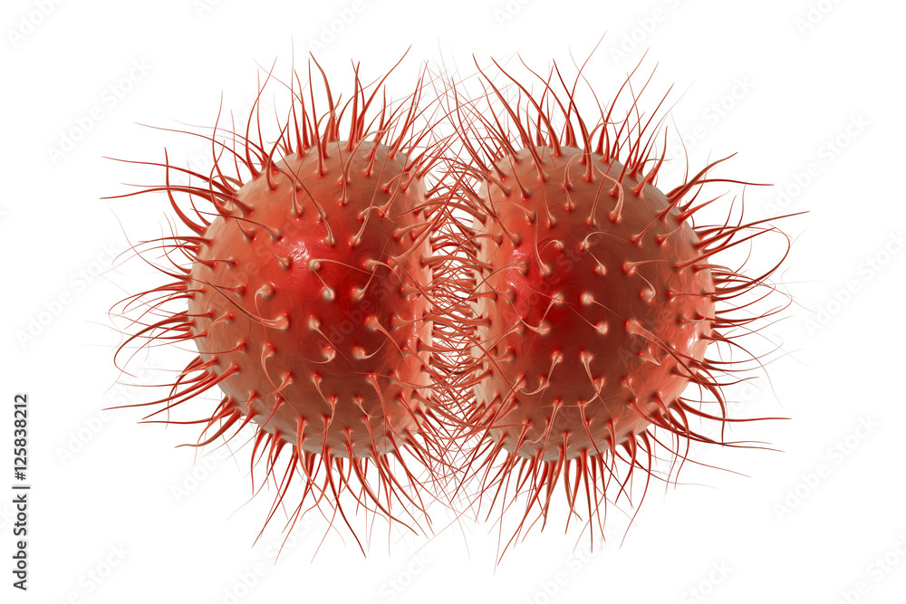 Bacteria Neisseria gonorrhoeae or Neisseria meningitidis, gonococcus ...