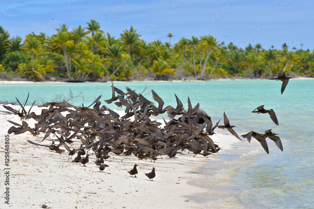 Thick cloud of birds, Brown Noddy, bird, Polynesia, Tetiaroa island ...