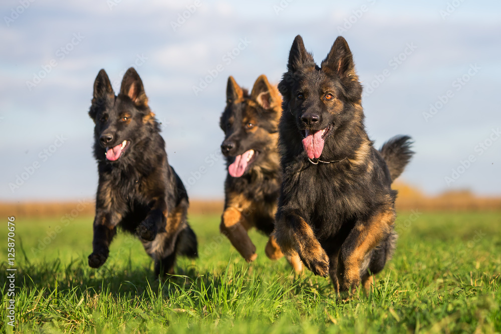 Pack Of German Shepherds