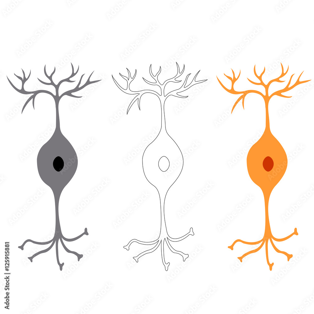 Bipolar neuron, nerve cells neurons, isolated on white background Stock ...