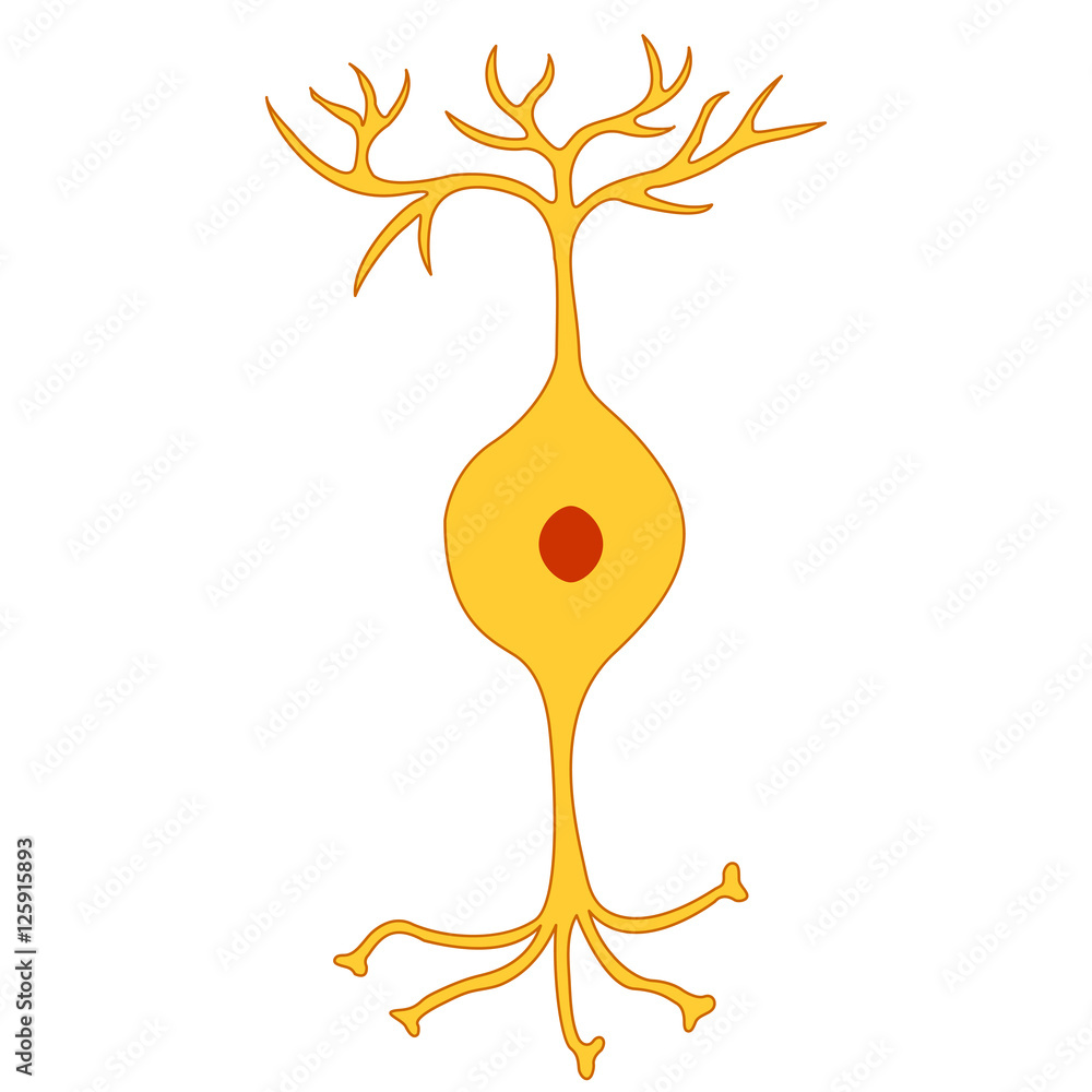 Bipolar Neuron