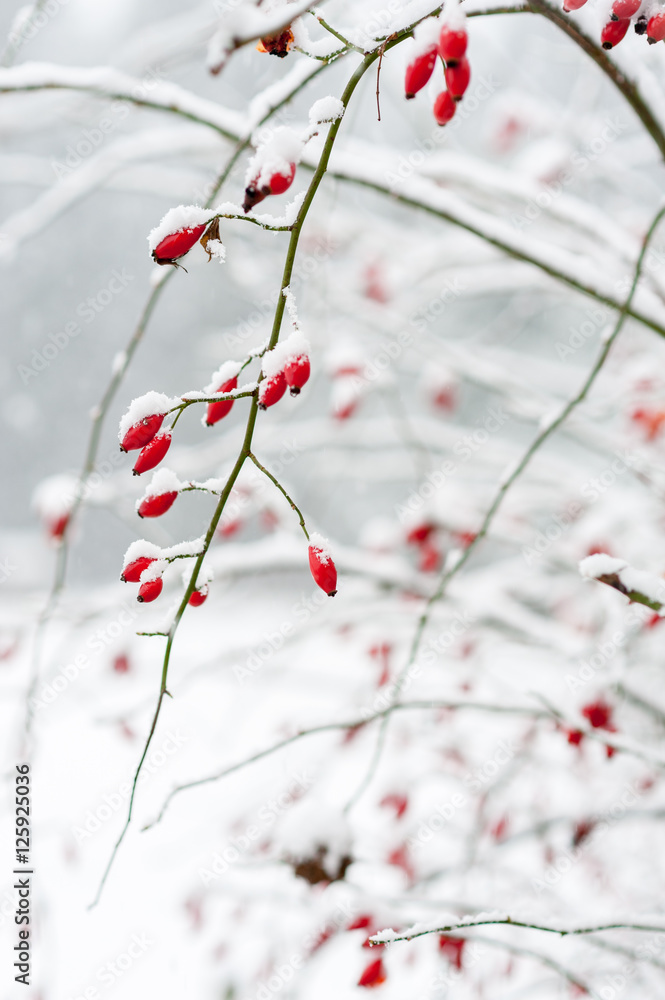 Rose hips covered in snow as it is snowing showing rose bush snowflakes ...