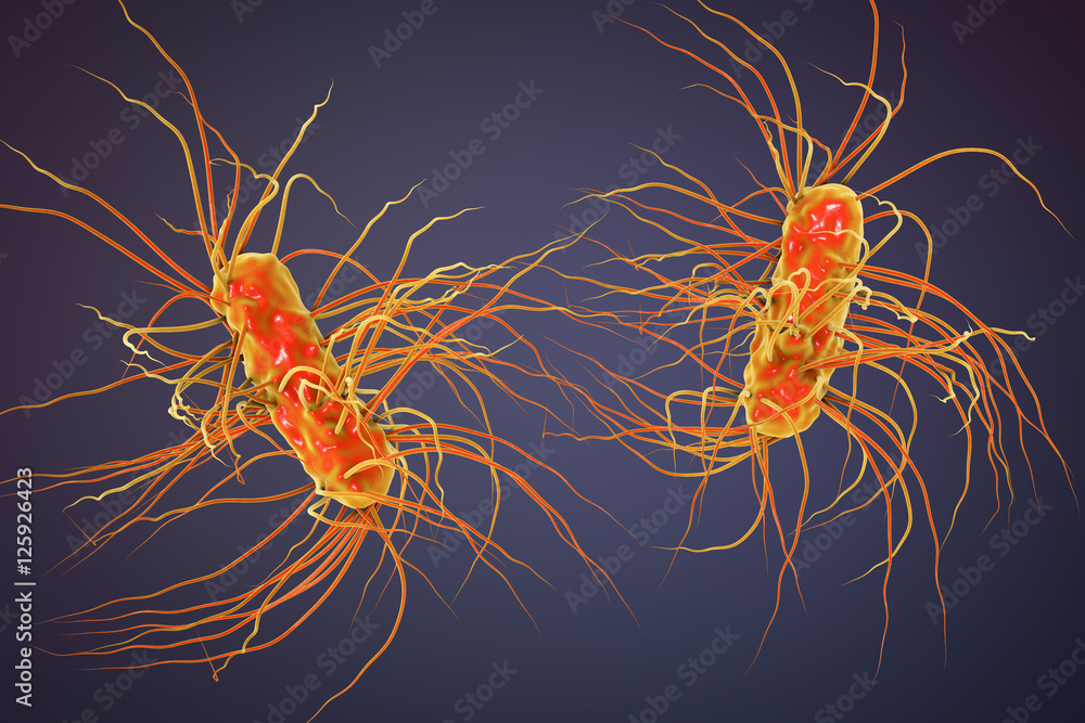 Escherichia coli bacterium, 3D illustration. Gram-negative bacterium ...