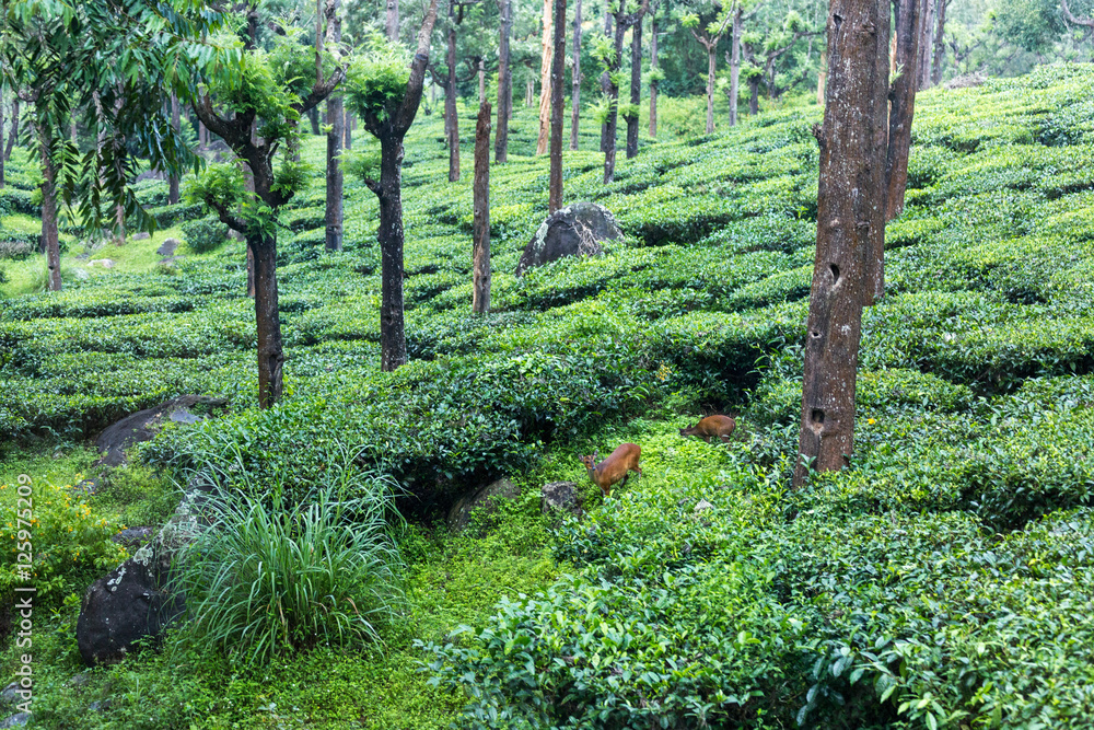 Rare Barking Deer in a Tea Plantation Stock Photo | Adobe Stock