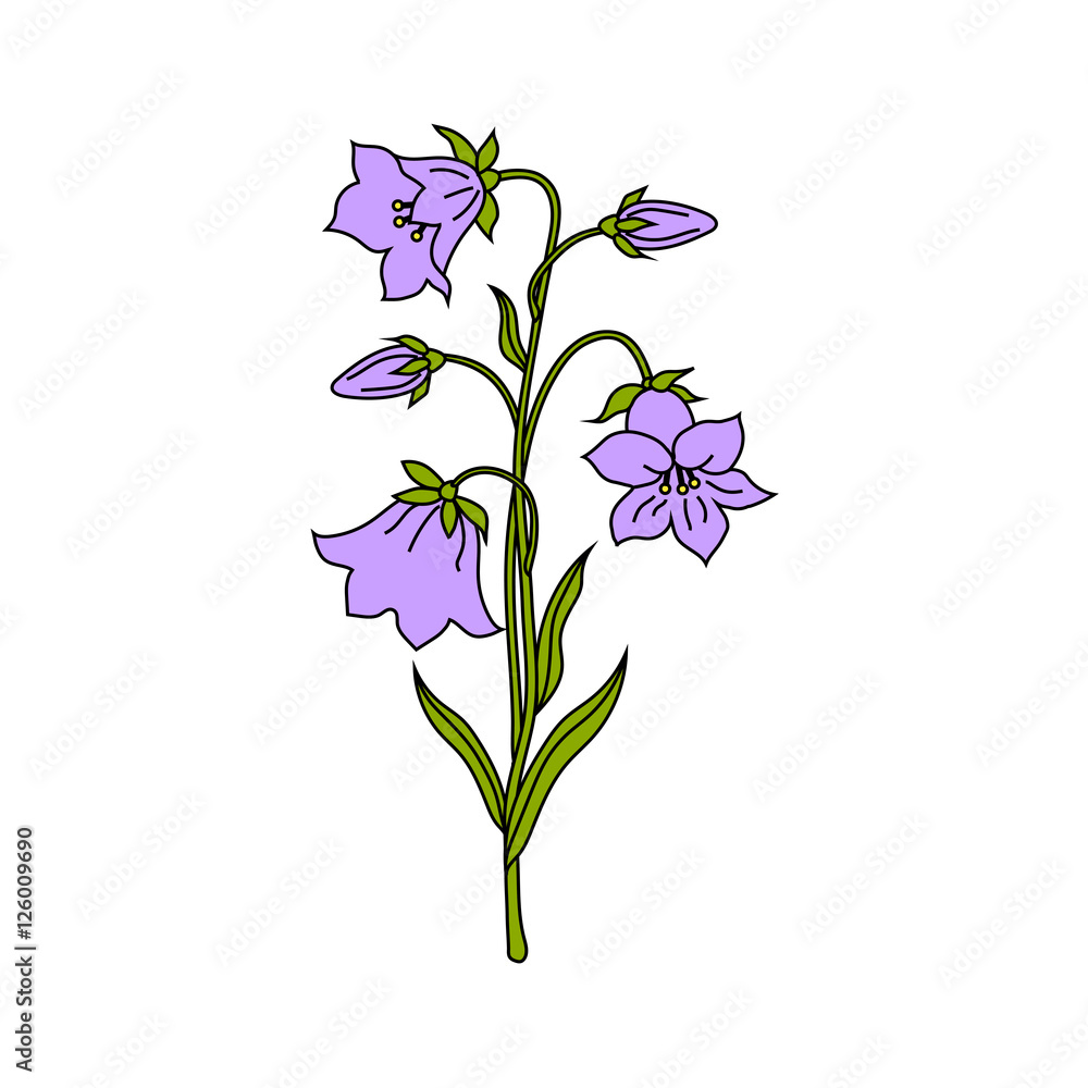Vector illustration of bell flowers Stock Vector | Adobe Stock