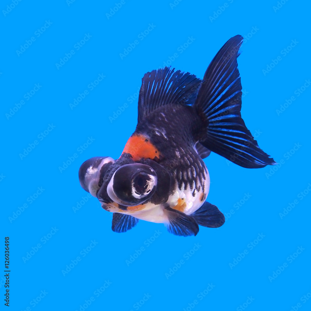 beautiful black moor goldfish Stock Photo | Adobe Stock