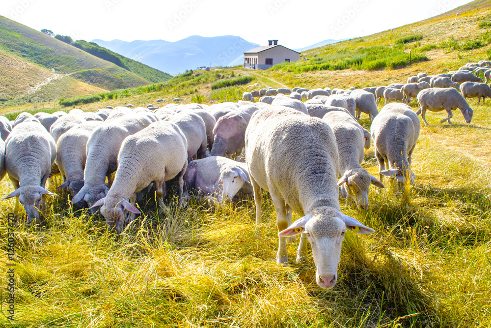 pecore al pascolo in italia Stock-Foto | Adobe Stock
