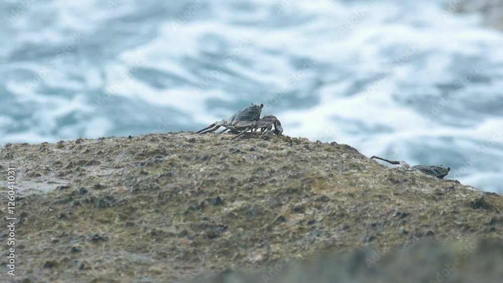 Crab on the rock at the beach Stock Video | Adobe Stock