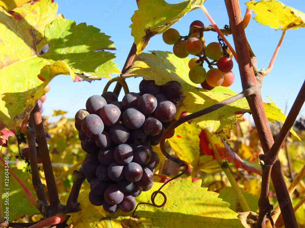 Grappe de raisin en automne Stock Photo | Adobe Stock