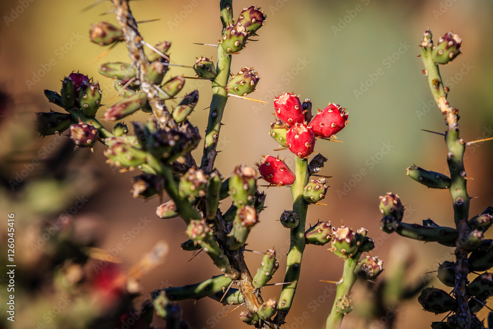 Christmas Cholla