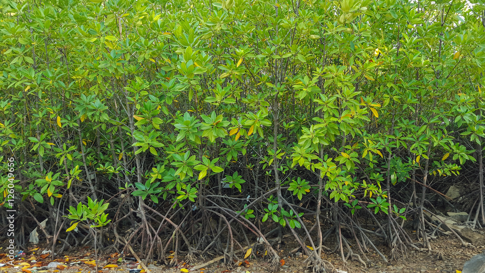 Mangrove forest background, Red mangrove in Thailand Stock Photo ...