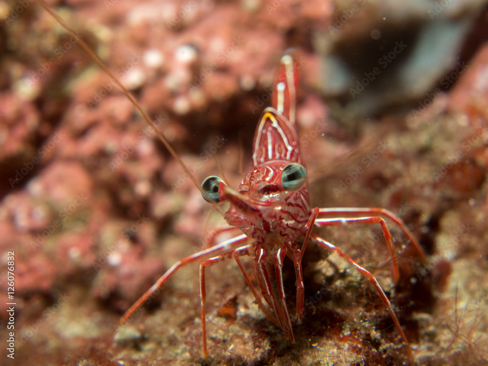 shrimp under the sea Stock Photo | Adobe Stock