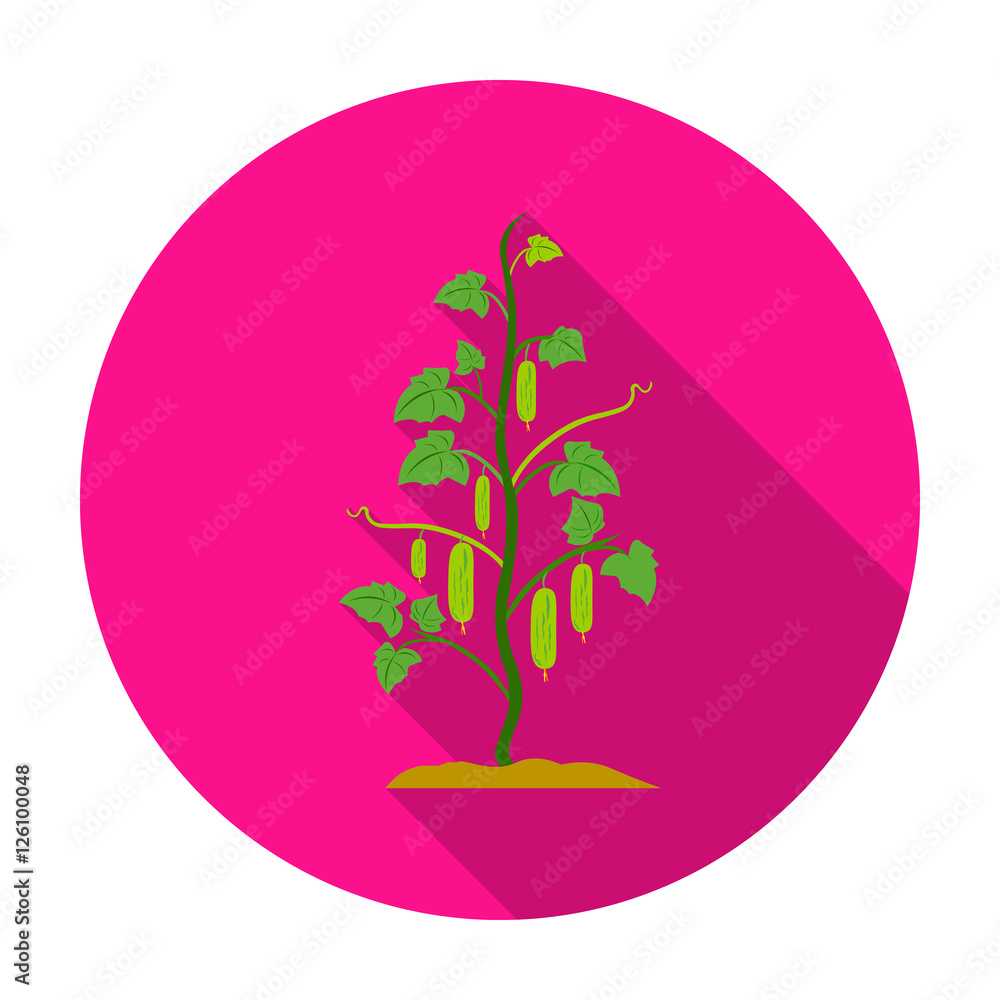 Cucumber icon in flat style isolated on white background. Plant symbol ...