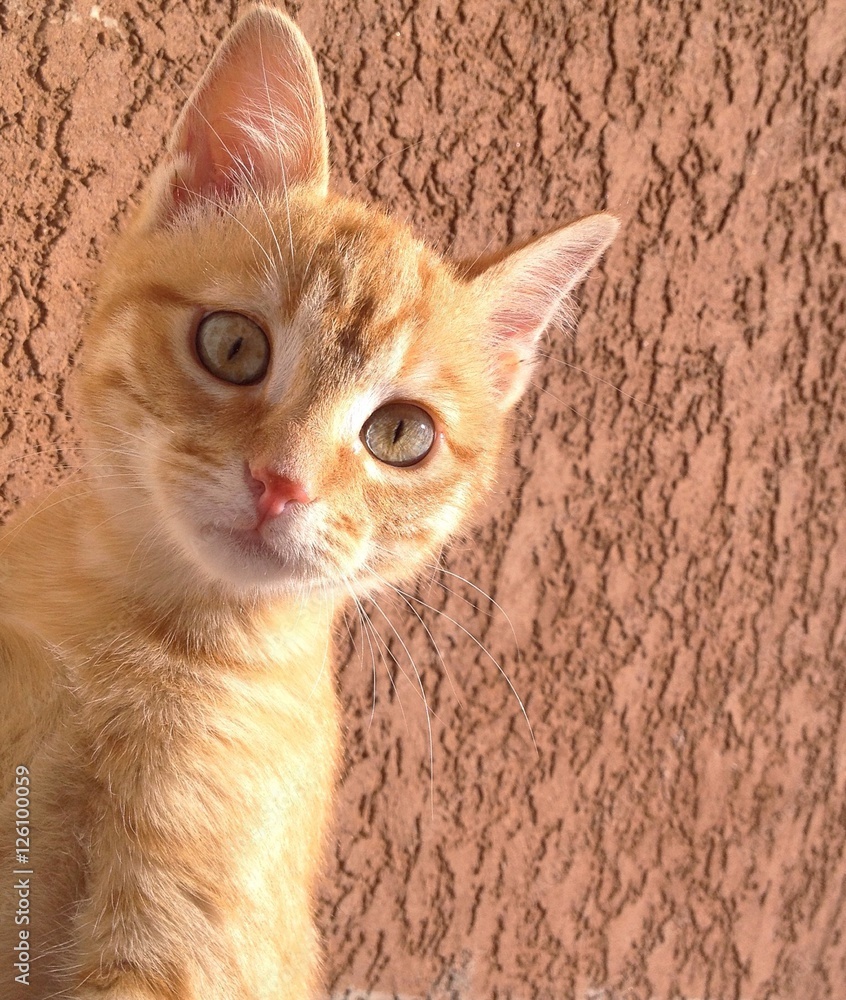 red cat selfie Stock Photo | Adobe Stock