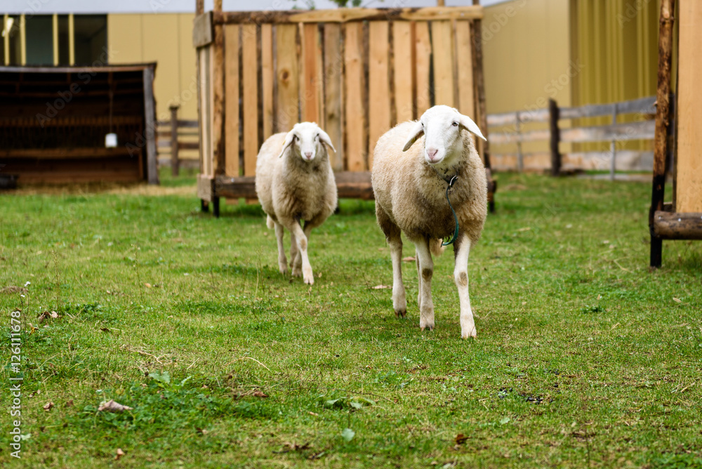 Two Sheep in a small city petting ZOO. Stock Photo | Adobe Stock