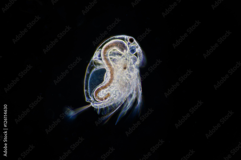 Water flea (Moina macrocopa) under microscope view Stock Photo | Adobe ...