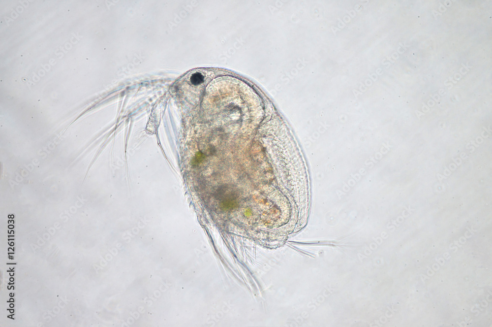 Water flea (Moina macrocopa) under microscope view Stock Photo | Adobe ...