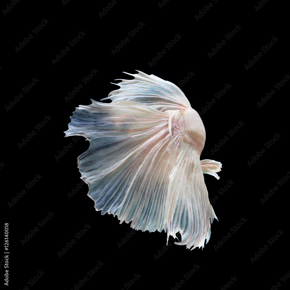 Siamese fighting fish show the beautiful fins tail like ballet dance ...
