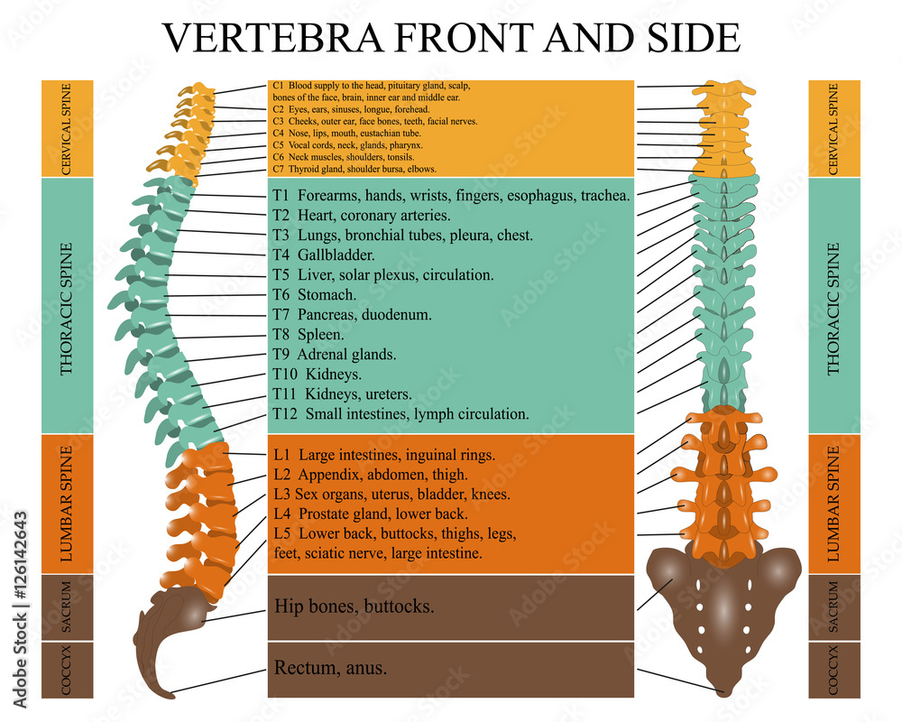 Diagram Of A Human Spine In Front And Side With The Name And Diagram Of A Human Spine In Front And Side With The Name And