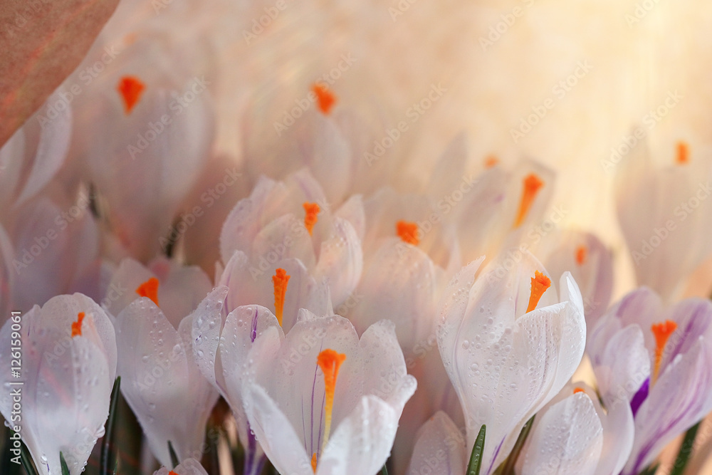 delicate white flowers spring background Stock Photo | Adobe Stock