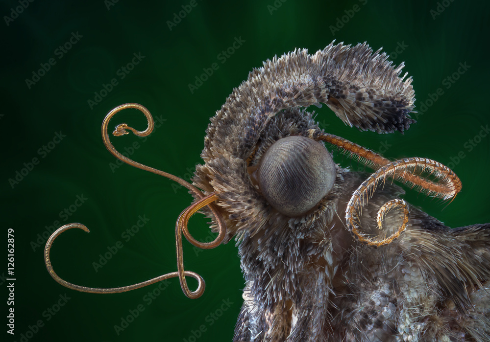 Extra sharp portrait of gray mustache moth from Dominicana through a ...