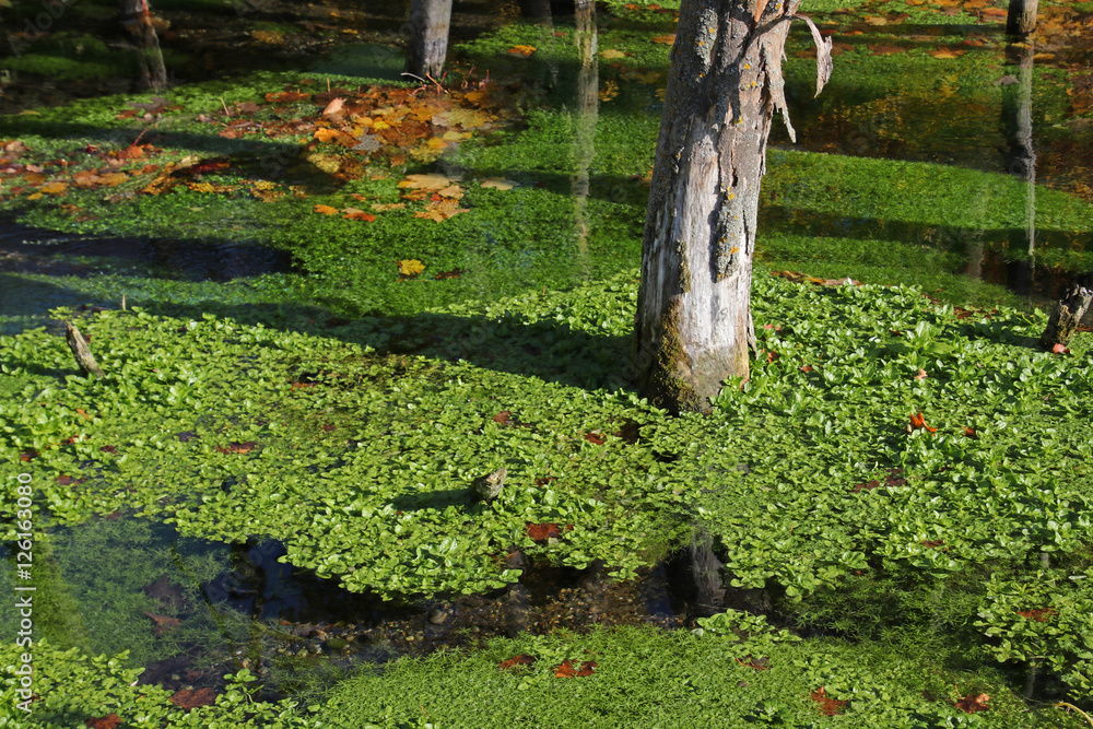 Biotop Stock-Foto | Adobe Stock